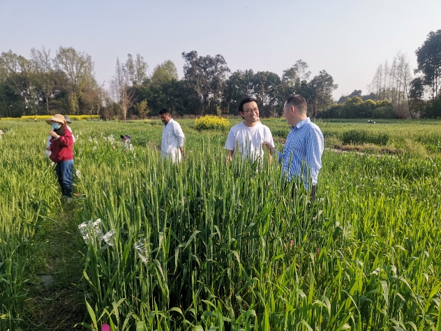 英国约翰因纳斯研究中心专家应邀来校作学术交流-小麦遗传育种国际联合研究中心
